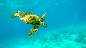 Jalisco, especial mejores playas de Jalisco